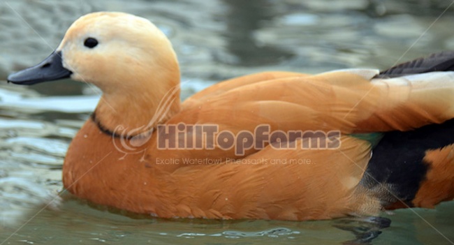 Stock Image : Ruddy shell duck - Images : Animals : Birds