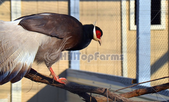 Stock Image : Brown Eared Pheasant - Images : Animals : Birds