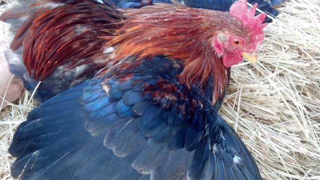 Beautiful Seramas, ABA Class A size - Chickens