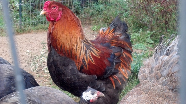 Stunning Cochin Rooster - Chickens : Cochins or Chinese Shanghai