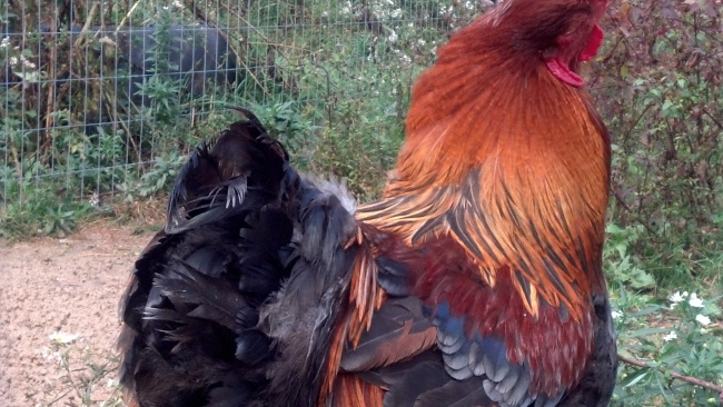Stunning Cochin Rooster - Chickens : Cochins or Chinese Shanghai