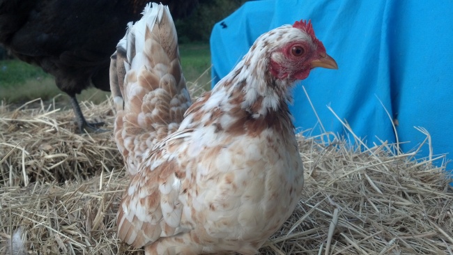 Beautiful Seramas, ABA Class A size - Chickens