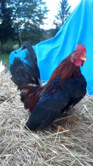 Beautiful Seramas, ABA Class A size - Chickens