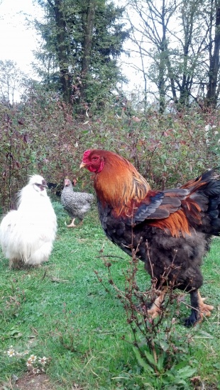 Stunning Cochin Rooster - Chickens : Cochins or Chinese Shanghai