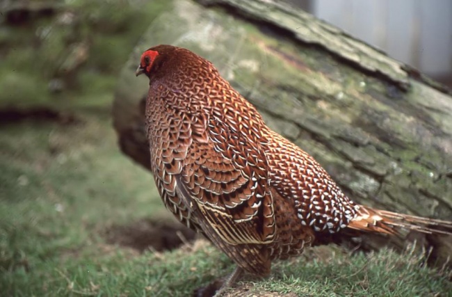 One 2 years old Scintillating Copper pheasant male - Pheasants ...