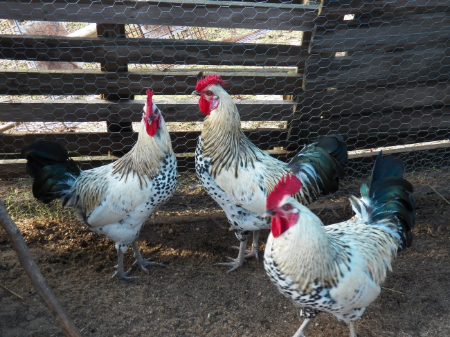 Rooster for sale - Chickens : : : Other Chickens