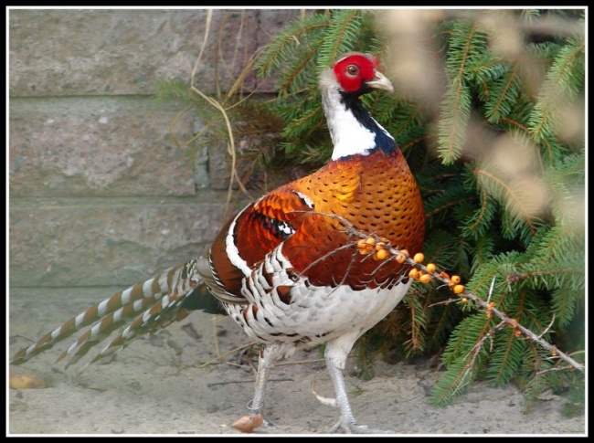 Elliot pheasant - Pheasants