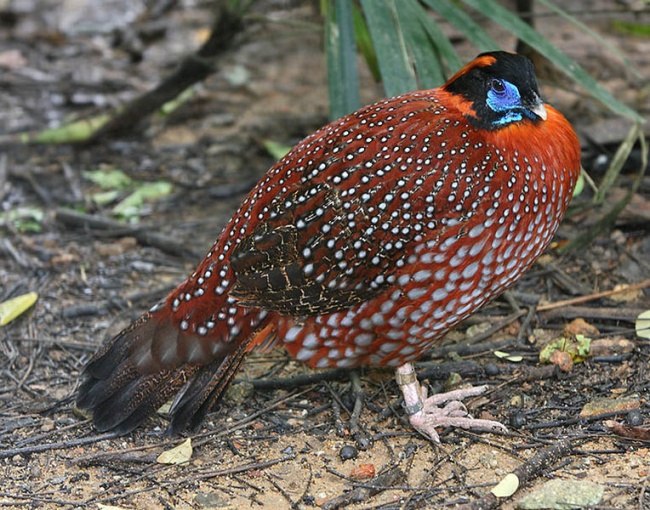 One 2012 hatch Temminck's Tragopan pair for sale - Pheasants ...