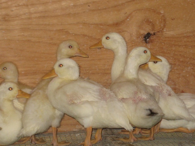 White Call Ducks (pair) - Ducks - Domestic : Call Ducks - White