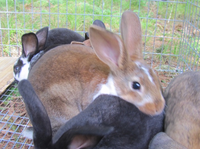 Standard Rex Rabbits - Animals : Small Animals : Rabbit