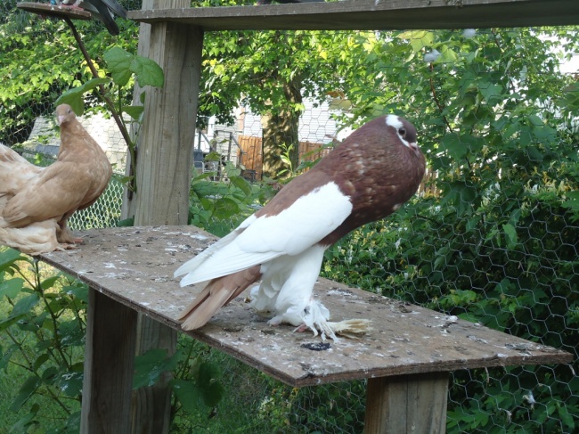2012 NPA Banded Reverse Wing Pair For Sale - Pigeons - Domestic