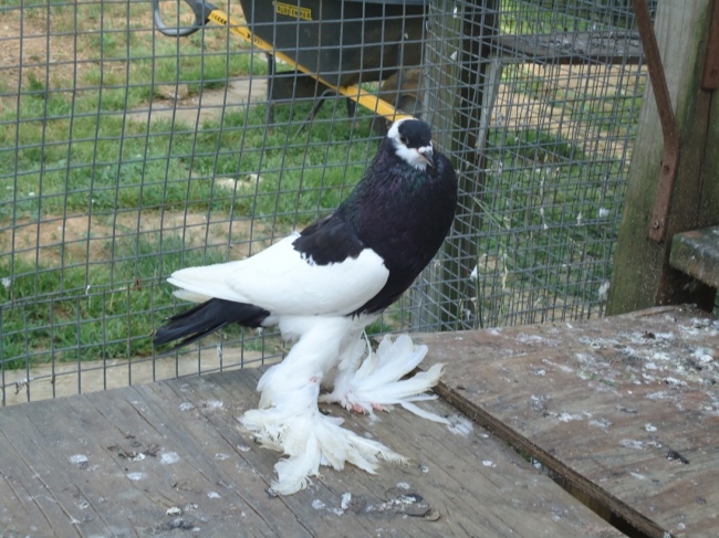 2012 NPA Banded Reverse Wing Pair For Sale - Pigeons - Domestic