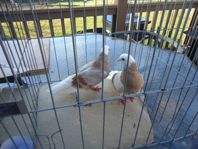 Cream Bar Bald Head Birmingham Roller Pair for sale!! - Pigeons ...