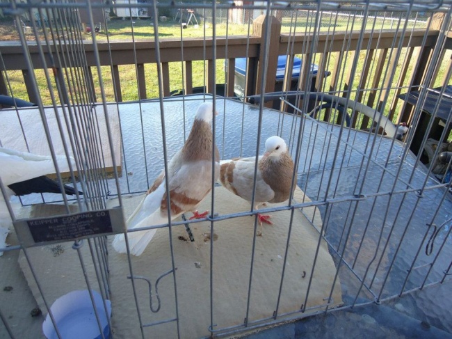 Cream Bar Bald Head Birmingham Roller Pair for sale!! - Pigeons ...