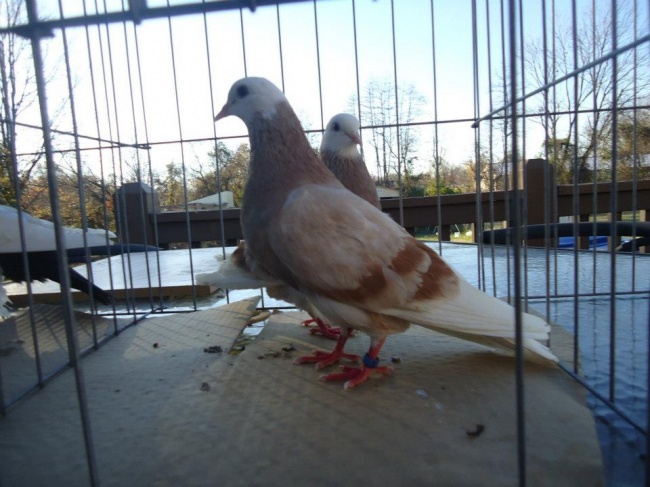 Cream Bar Bald Head Birmingham Roller Pair for sale!! - Pigeons ...