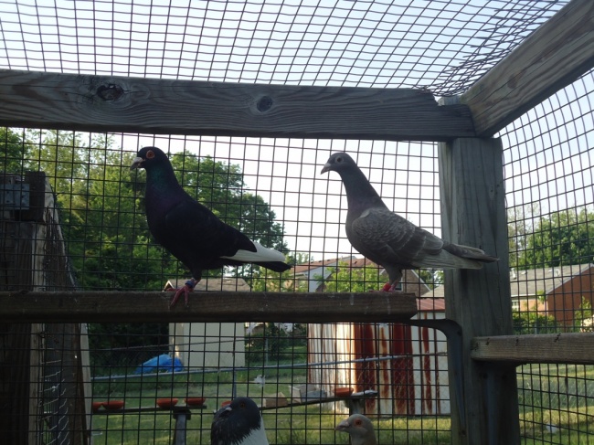 Breeding pair Of Racing Homers!! - Pigeons - Domestic