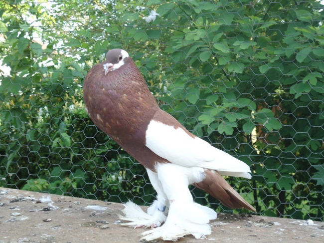 2012 NPA Banded Reverse Wing Pair For Sale - Pigeons - Domestic