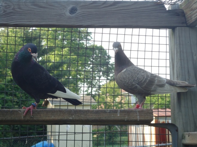 Breeding pair Of Racing Homers!! - Pigeons - Domestic
