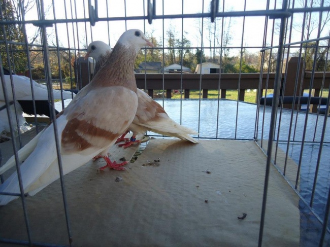 Cream Bar Bald Head Birmingham Roller Pair for sale!! - Pigeons ...