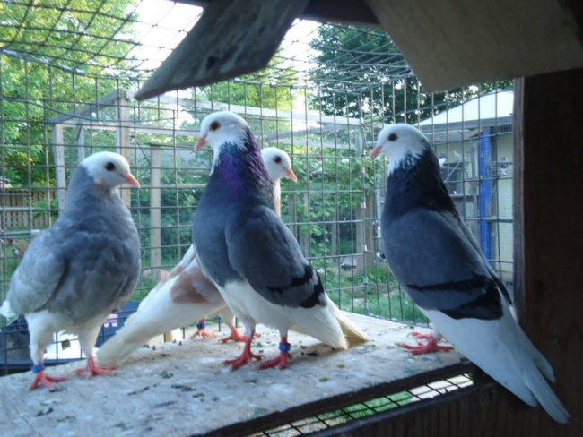 2012 Blue Bar Bald Head Birmingham Roller Pair for sale!! - Pigeons ...