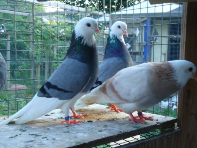 2012 Blue Bar Bald Head Birmingham Roller Pair for sale!! - Pigeons ...