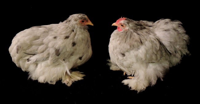 Splash Cochin Bantam pair #6 ~NPIP - Chickens : Bantams