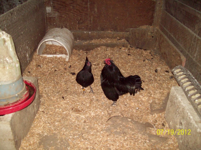Show Quality Bantam Buckeye Pair for sale - Chickens
