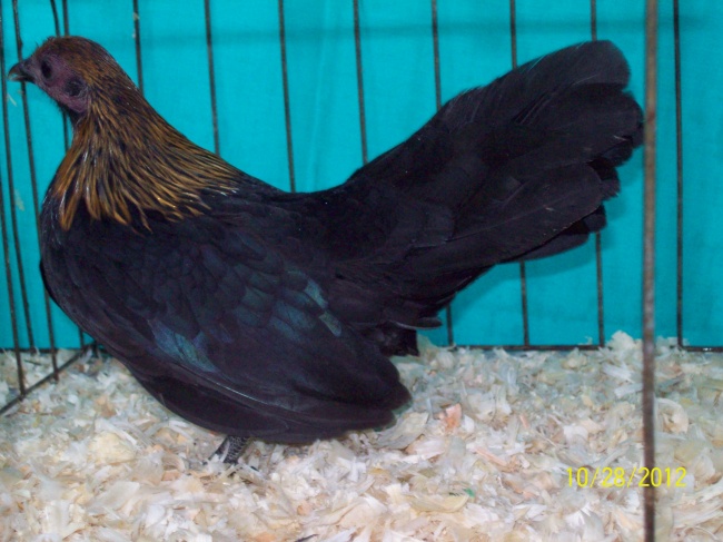 Trio of Brown Red OEG 2 females, 1 male show quality. - Chickens