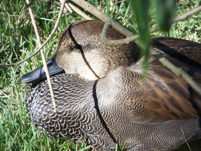 Breeder Gadwall pair - Ducks - Wild : : Gadwall