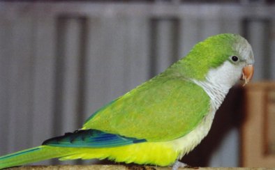 Green Quaker baby for sale - Parrots & Like